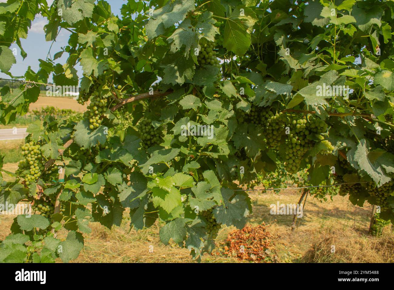 Grape trees and vines and bushes with green grape leaves and branches ...