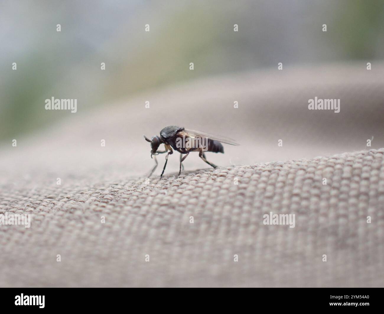 Black Flies (Simuliidae Stock Photo - Alamy