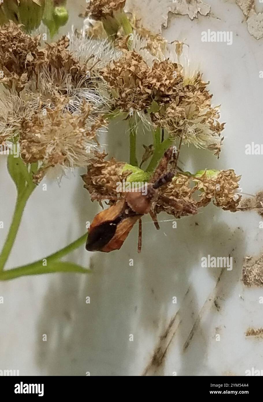 Sinea hi-res stock photography and images - Alamy