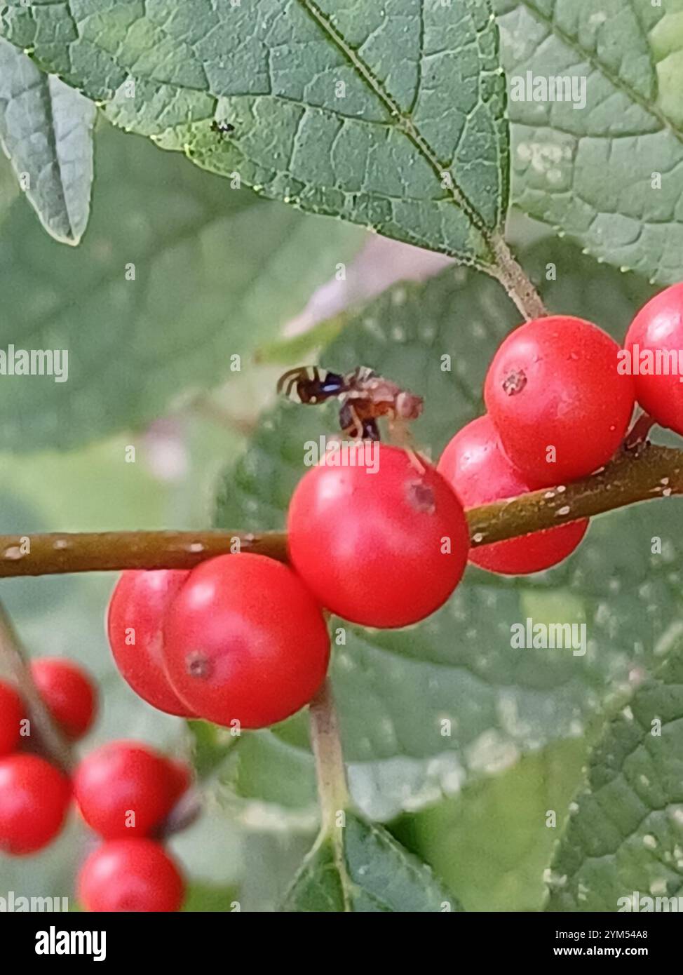 Common Picture-winged Fly (Delphinia picta Stock Photo - Alamy