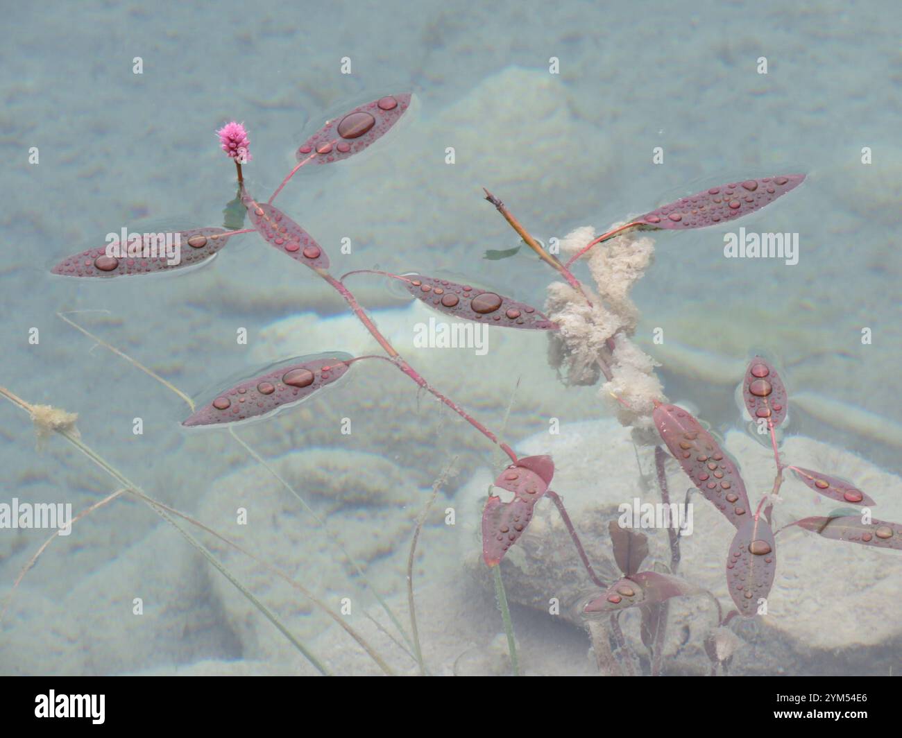 water smartweed (Persicaria amphibia Stock Photo - Alamy