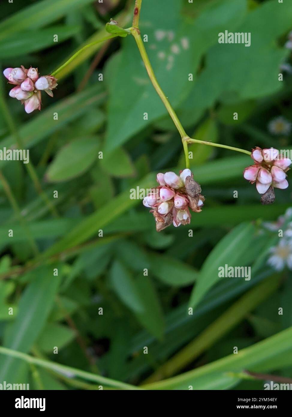arrow-leaved tearthumb (Persicaria sagittata Stock Photo - Alamy
