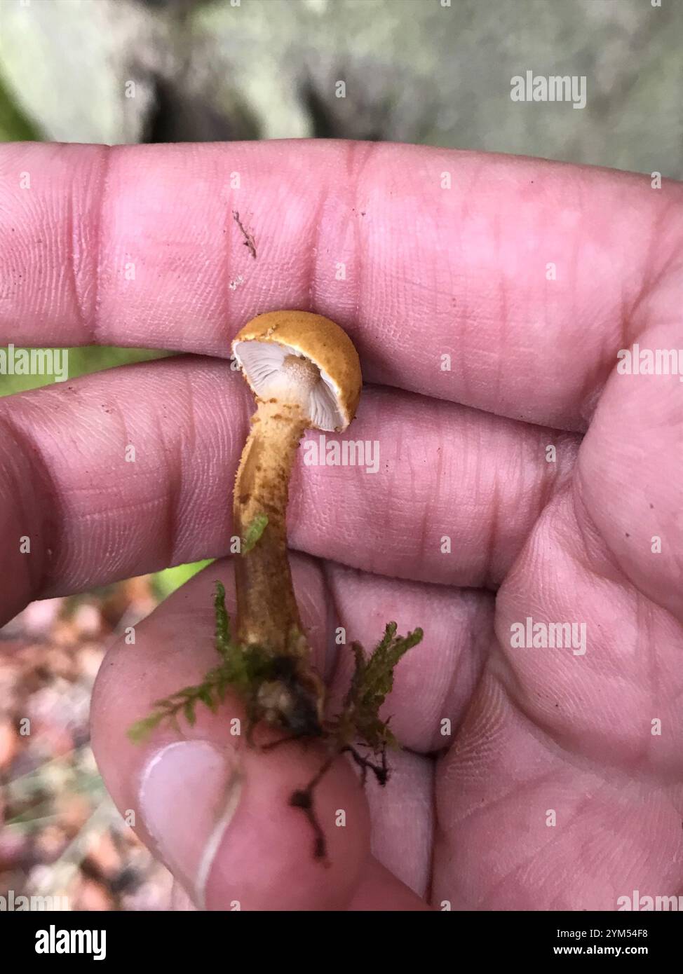 Earthy Powdercap (Cystoderma amianthinum Stock Photo - Alamy