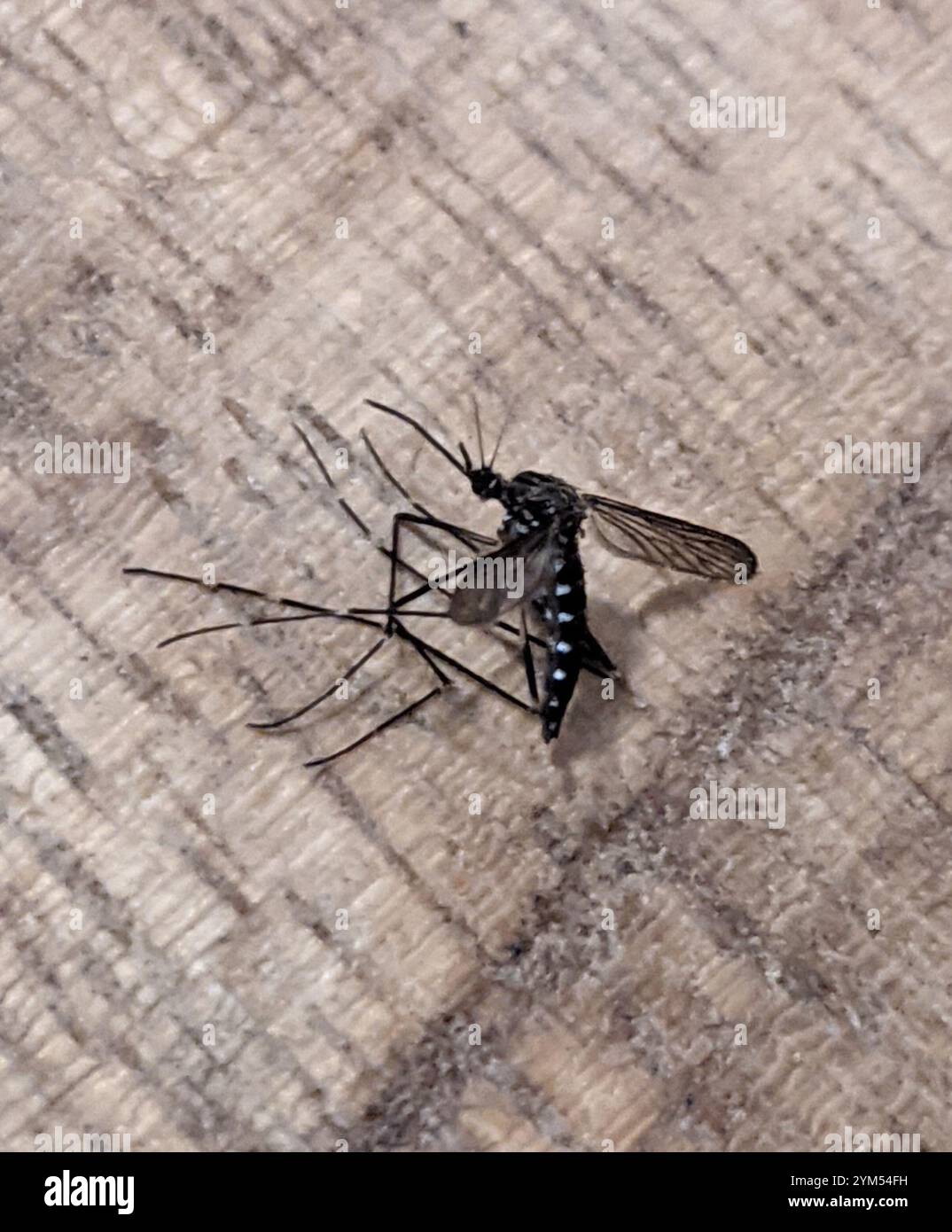 Asian Bush Mosquito (Aedes japonicus Stock Photo - Alamy