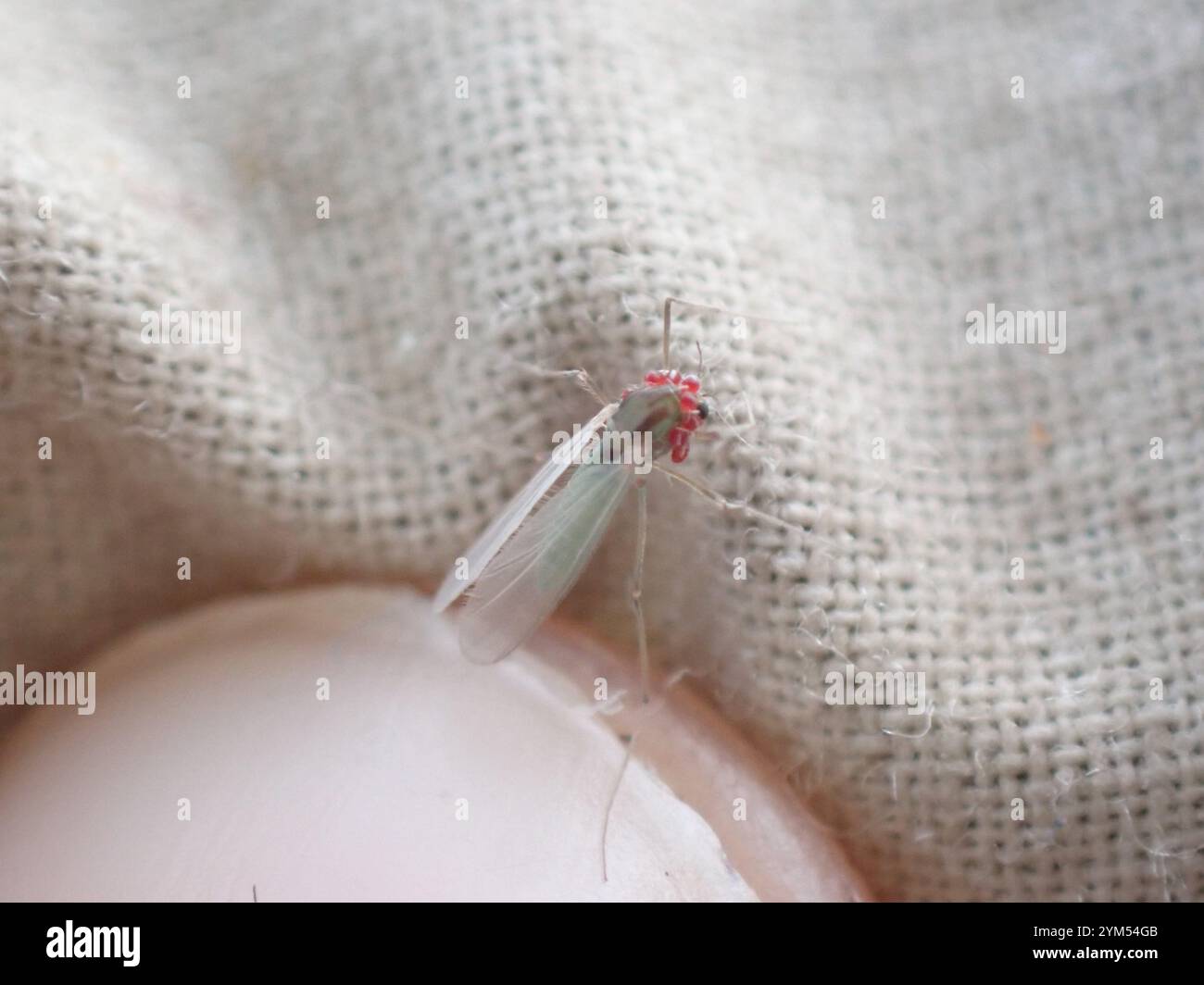 Non-biting Midges (Chironomidae Stock Photo - Alamy