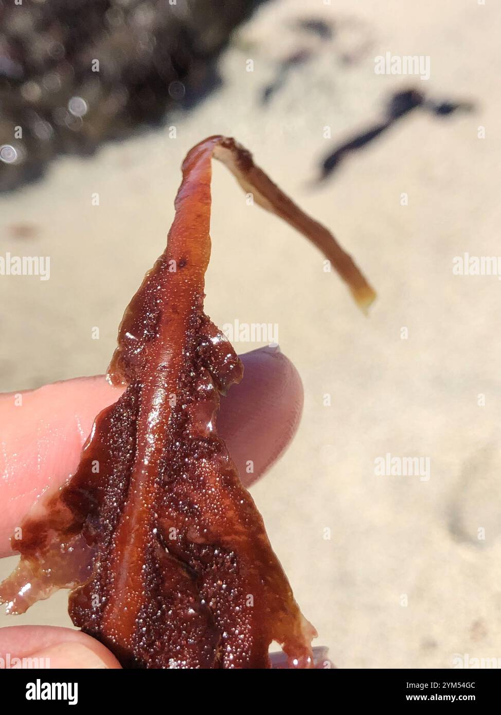 red sea leaf (Erythrophyllum delesserioides Stock Photo - Alamy