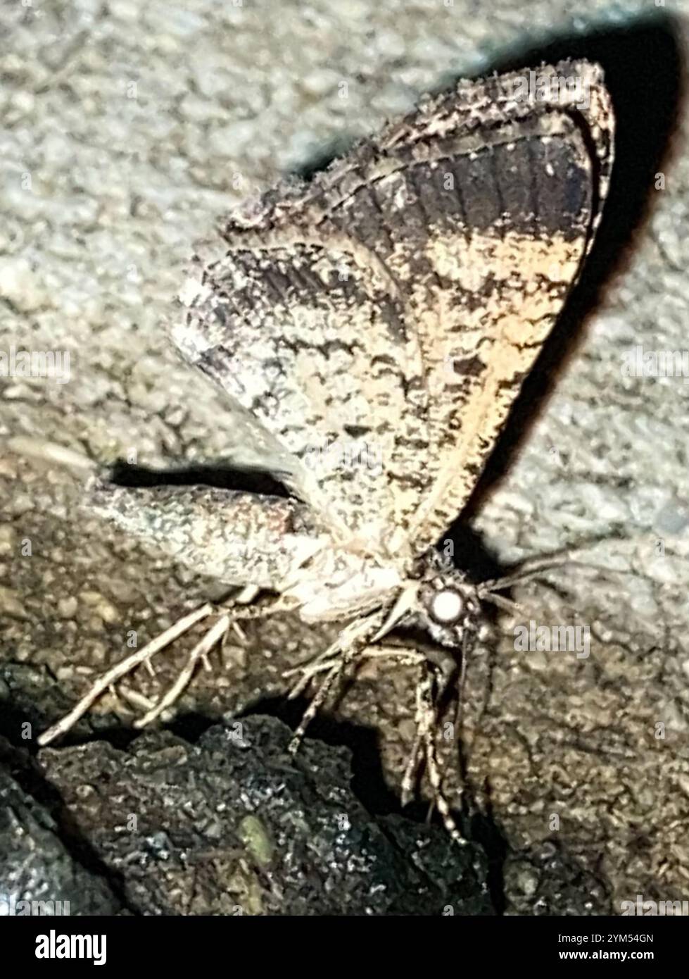 Geometer Moths (Geometridae Stock Photo - Alamy