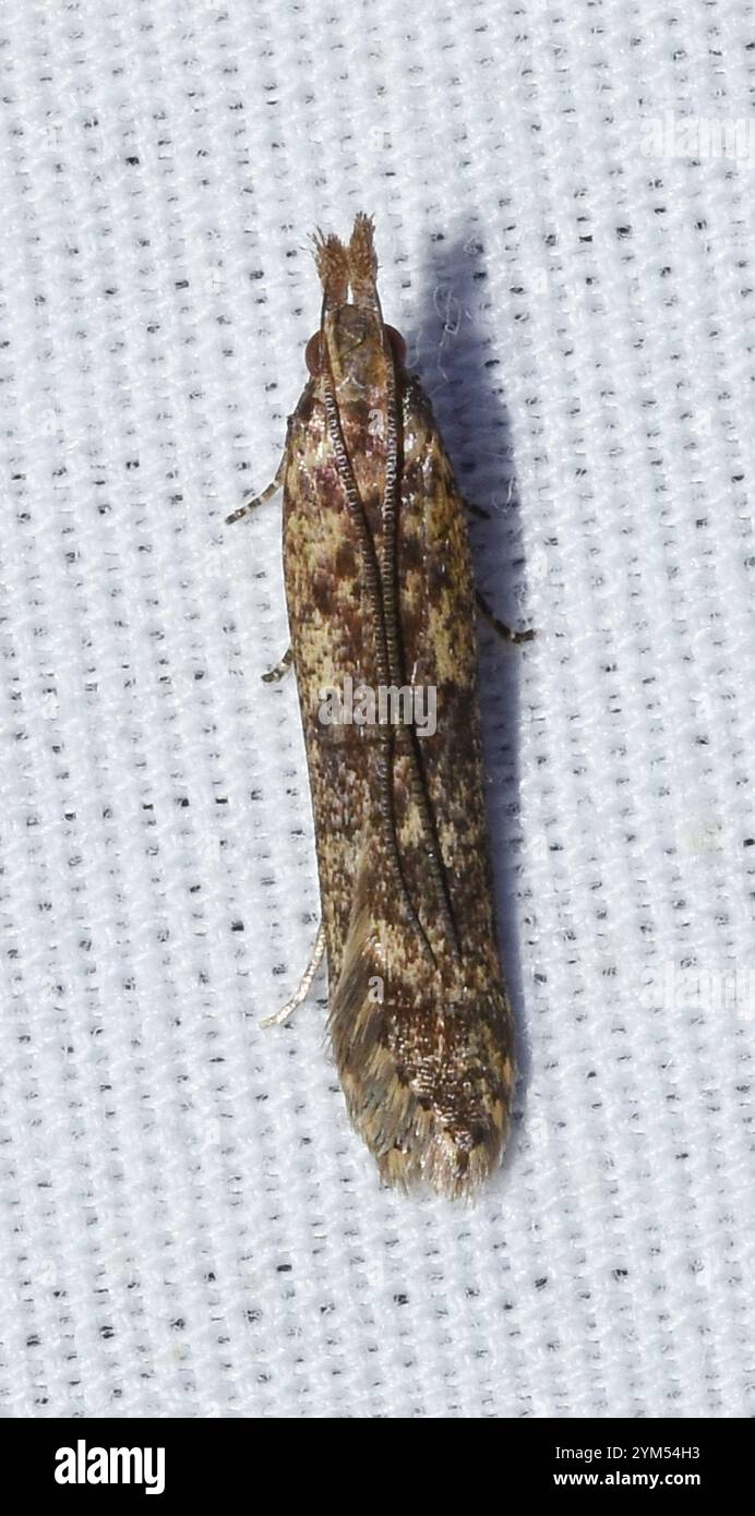Palmerworm hi-res stock photography and images - Alamy