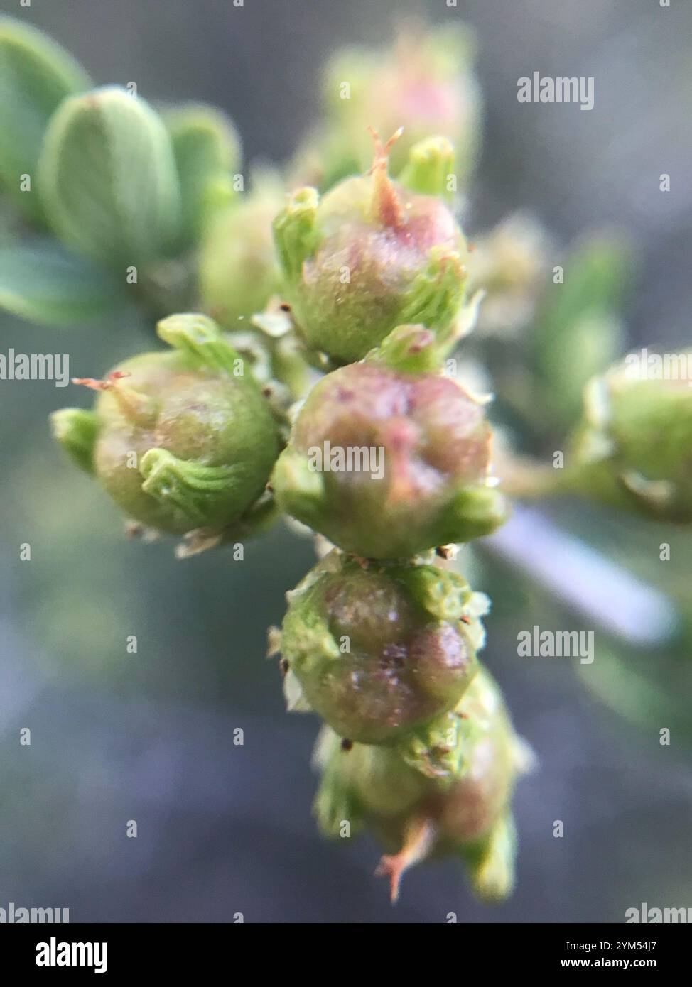 buckbrush (Ceanothus cuneatus cuneatus Stock Photo - Alamy