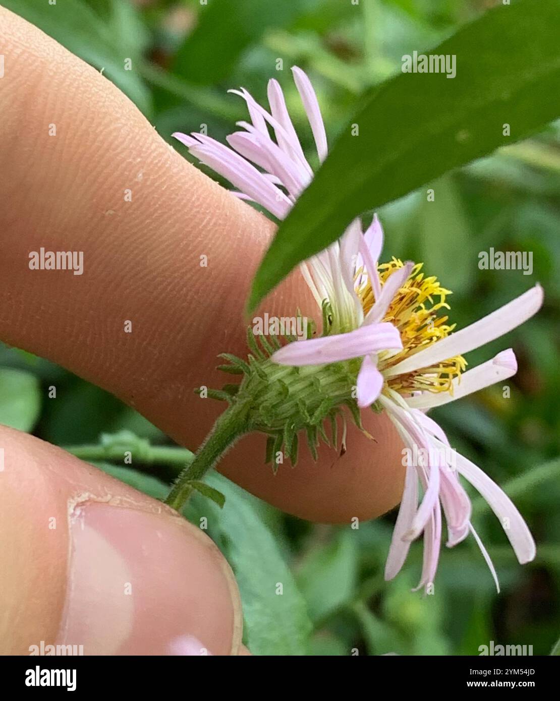 Aster carolinianus hi-res stock photography and images - Alamy