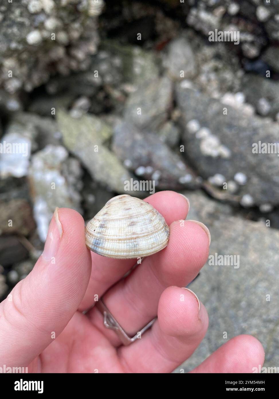 Japanese Littleneck (Ruditapes philippinarum Stock Photo - Alamy