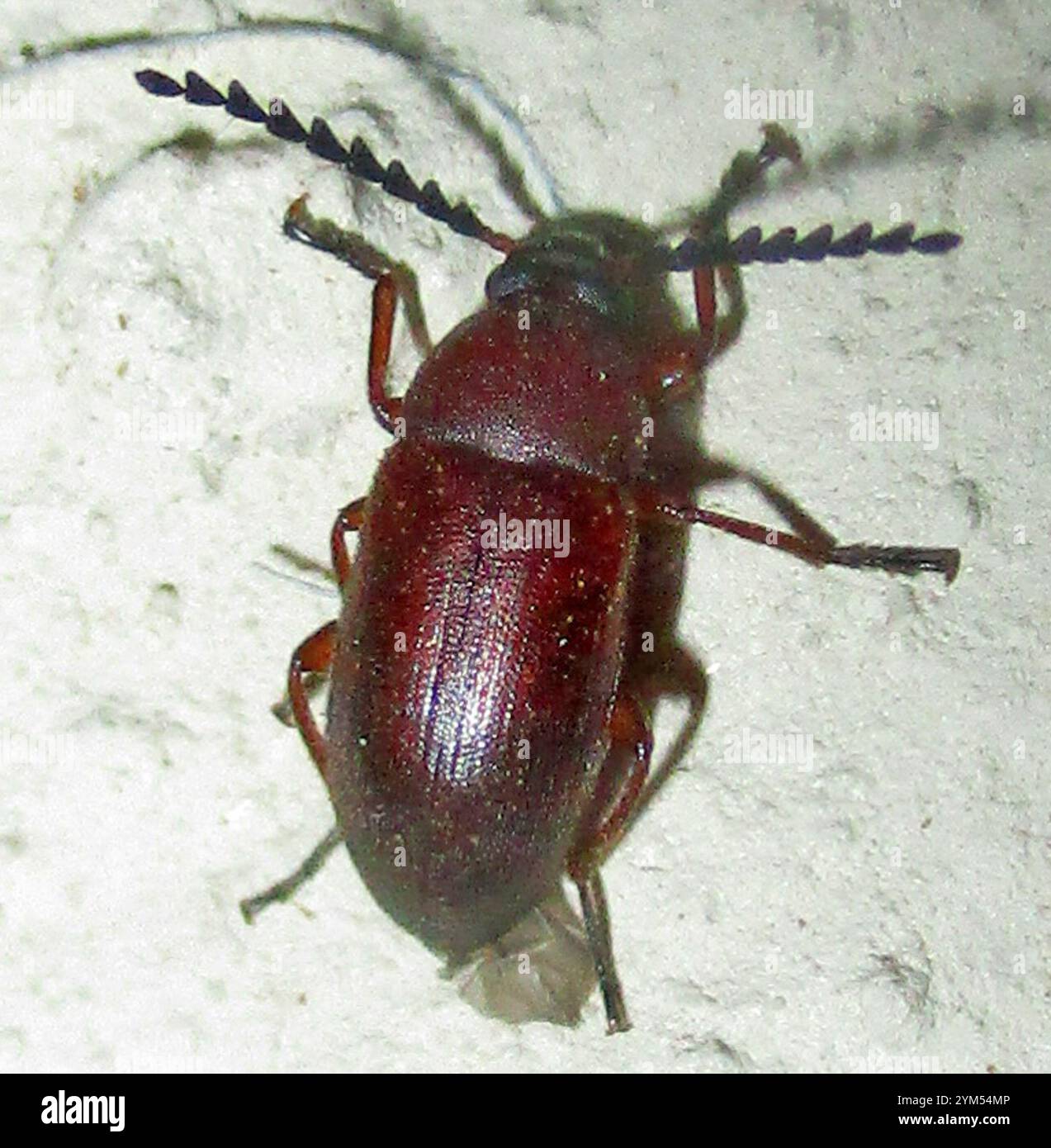 Comb clawed darkling beetles hi-res stock photography and images - Alamy