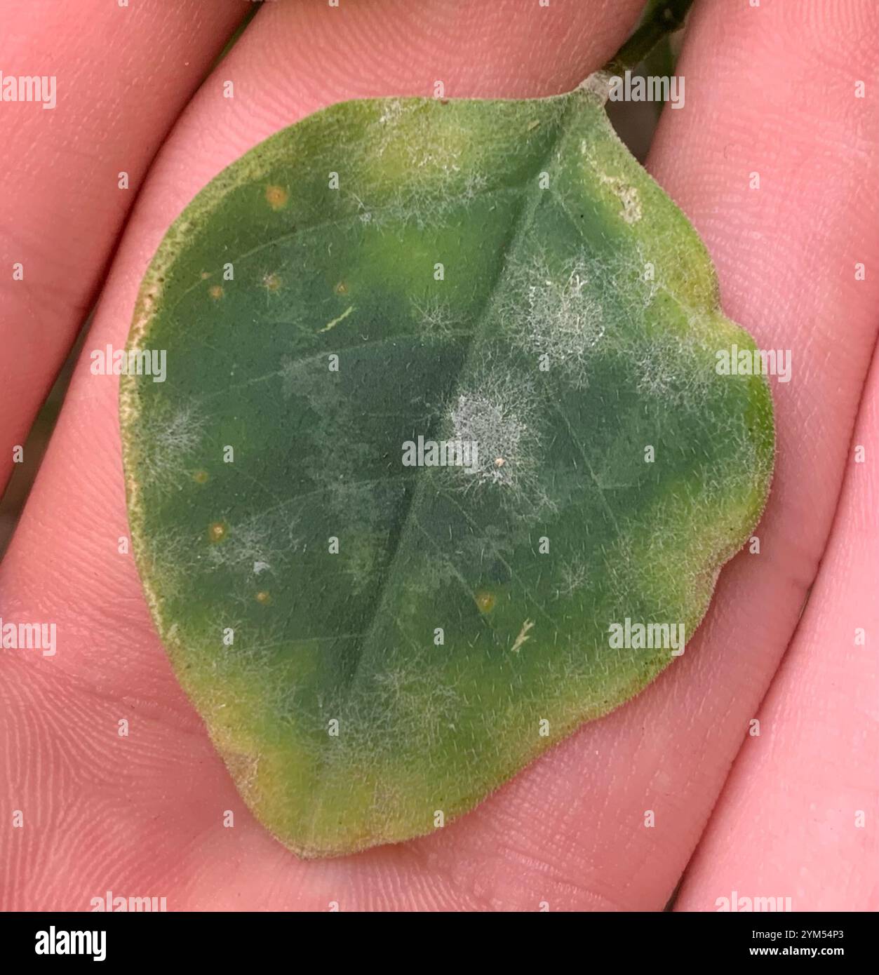 Powdery Mildews (Erysiphaceae Stock Photo - Alamy