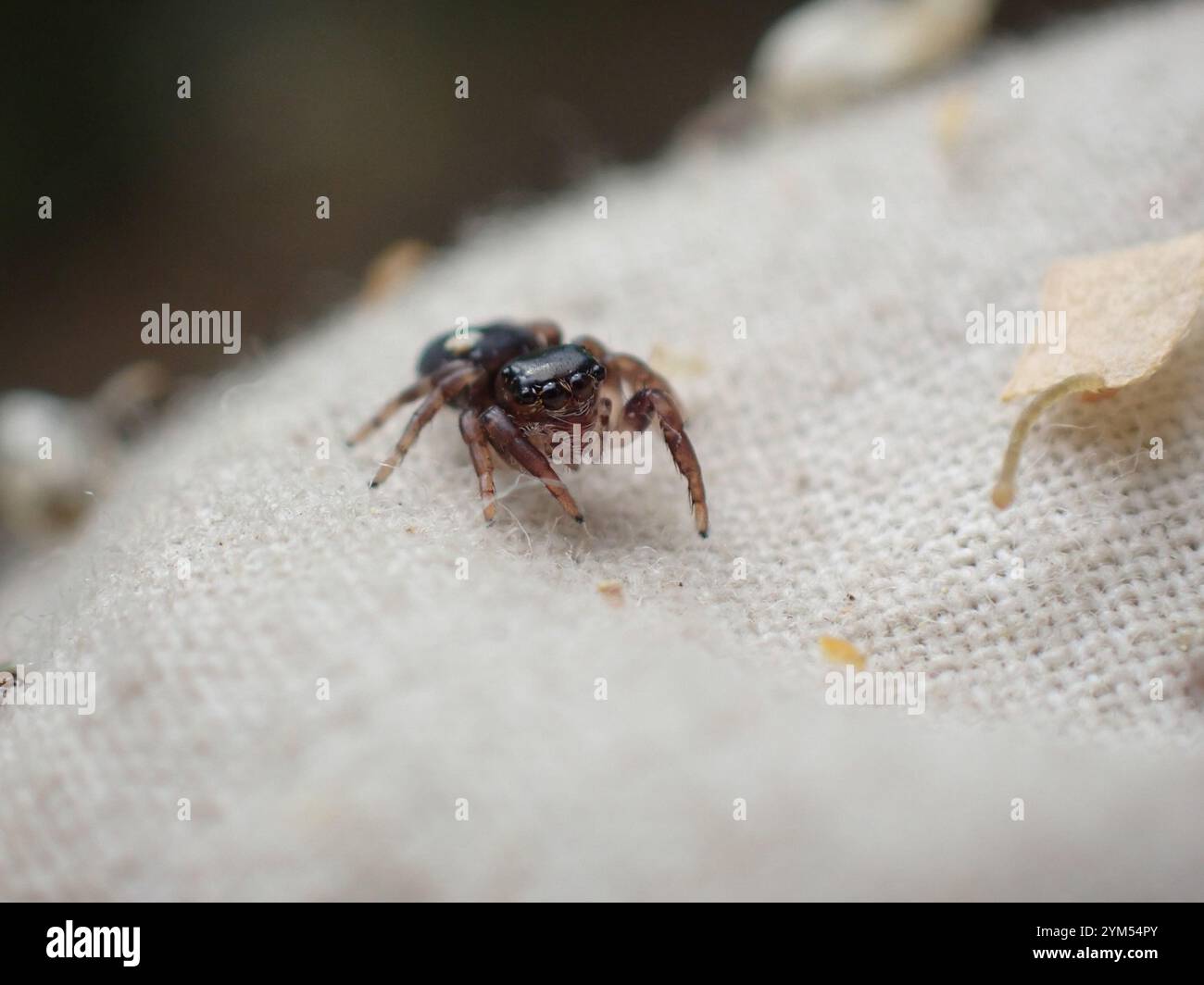 Jumping Spiders (Salticidae Stock Photo - Alamy