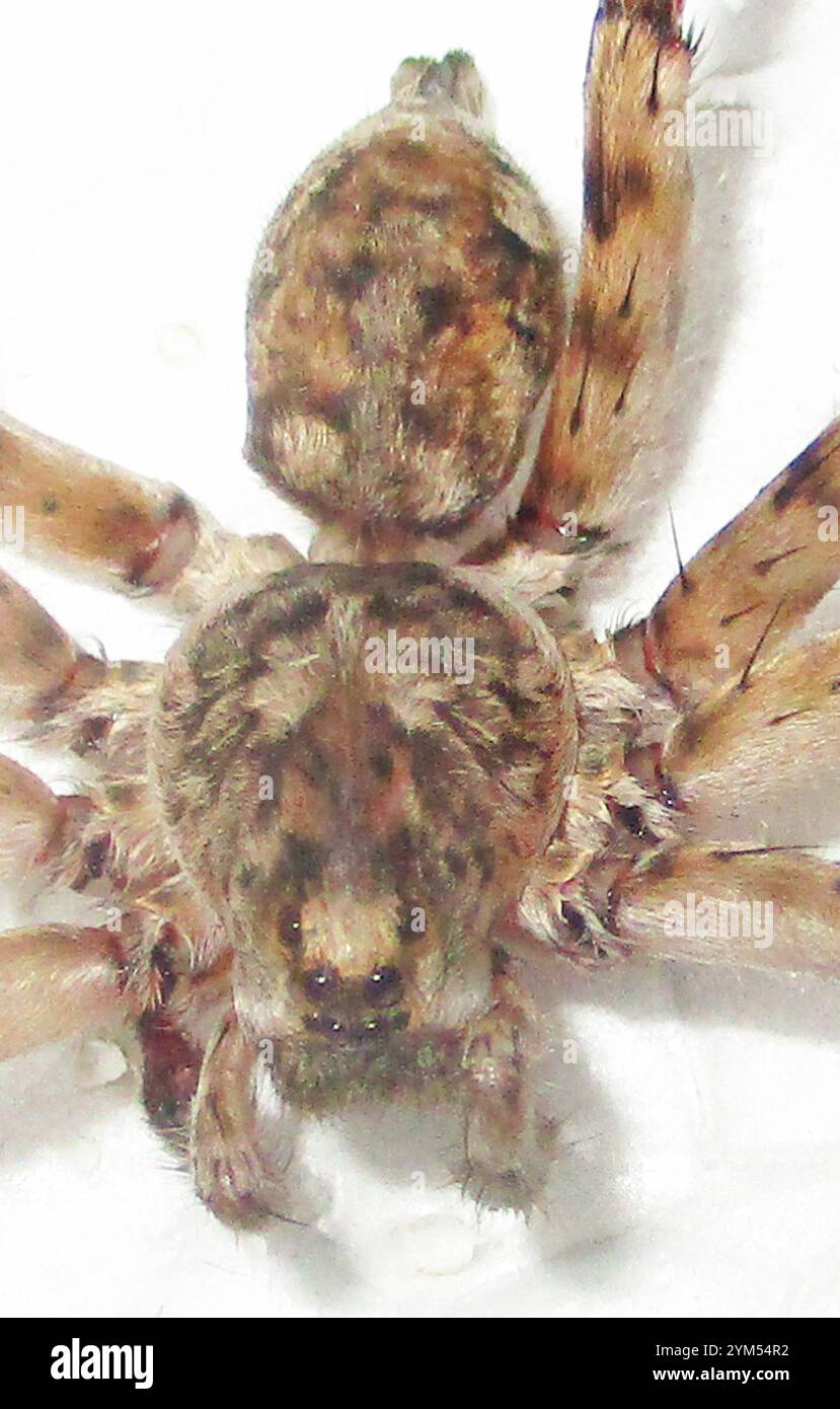 Ocyale Burrowing Wolf spider (Hippasosa guttata Stock Photo - Alamy