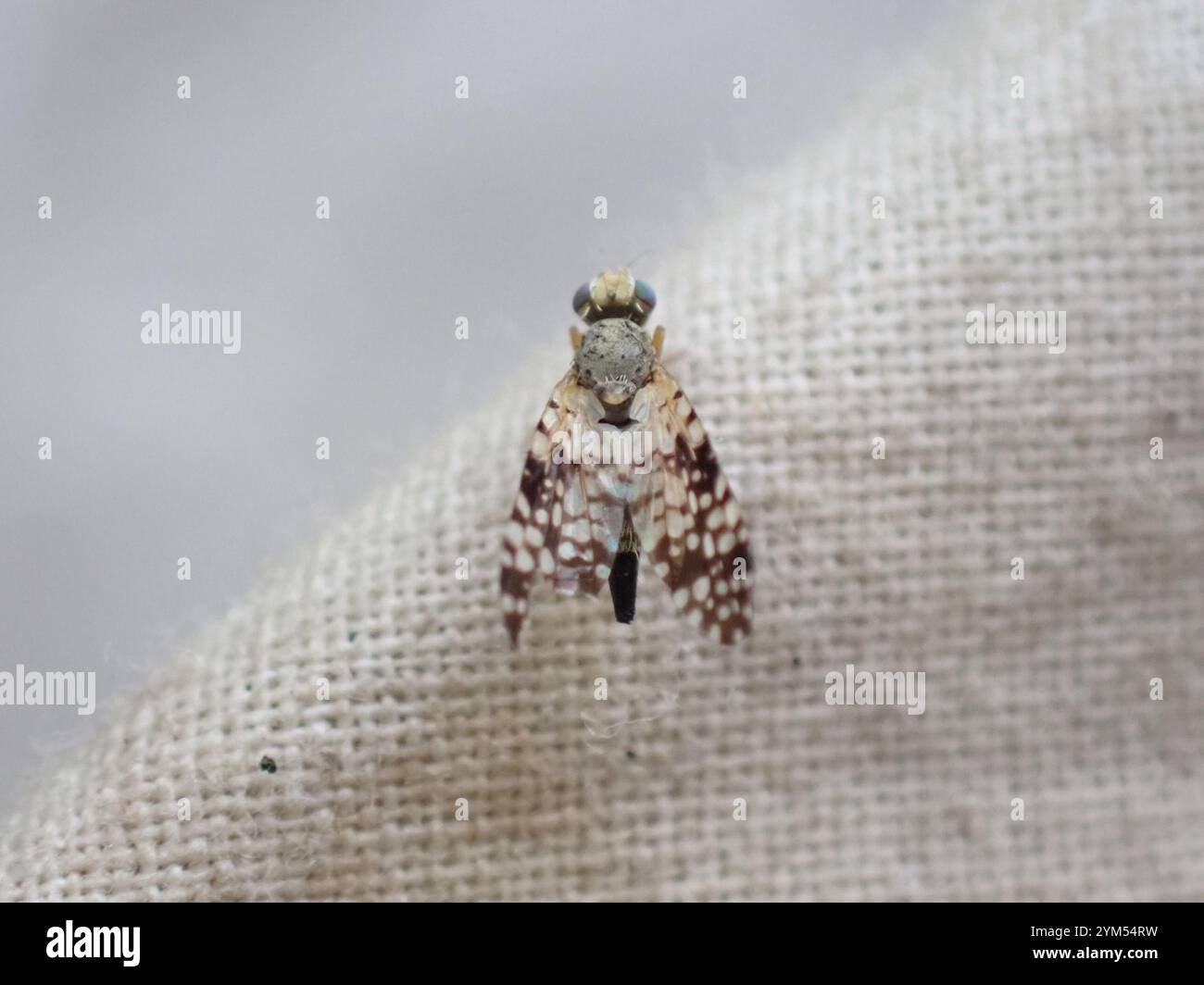 Fruit Flies (Tephritidae Stock Photo - Alamy