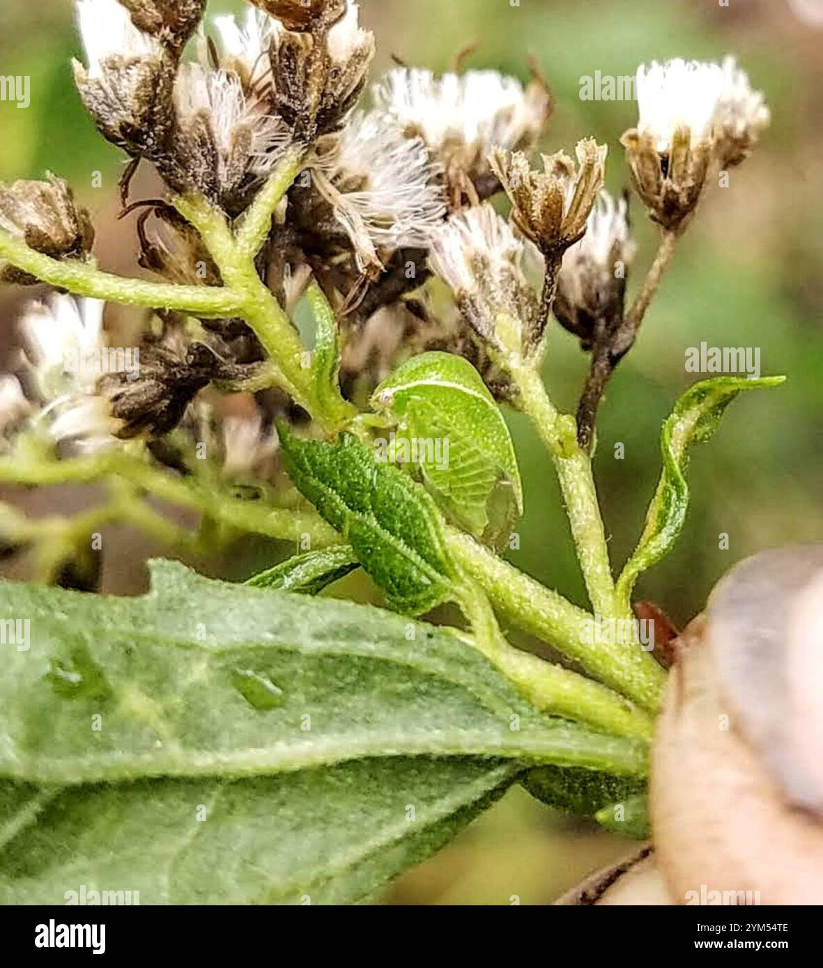 Three-cornered Alfalfa Hopper (Spissistilus festinus Stock Photo - Alamy