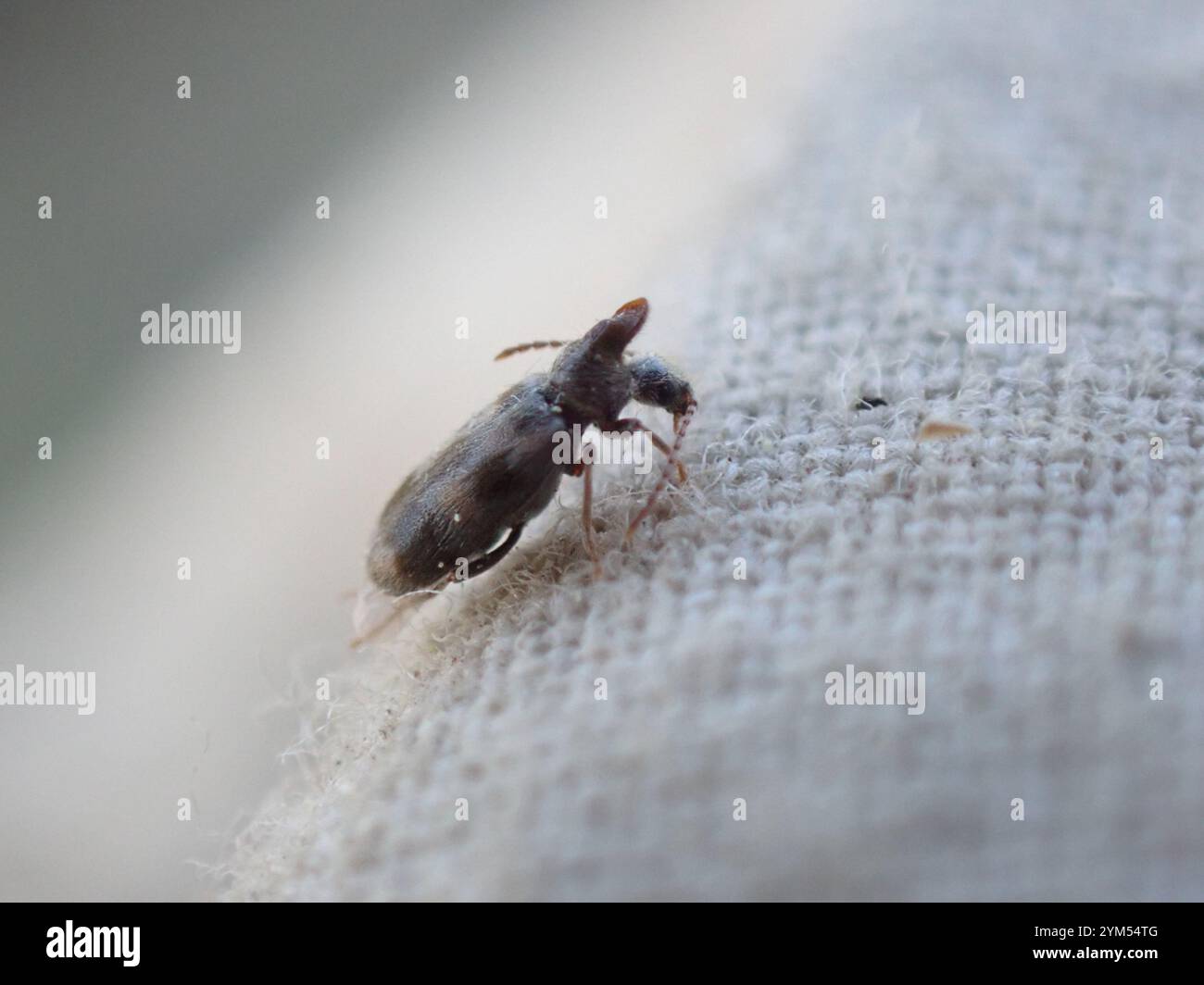 Monoceros beetles hi-res stock photography and images - Alamy