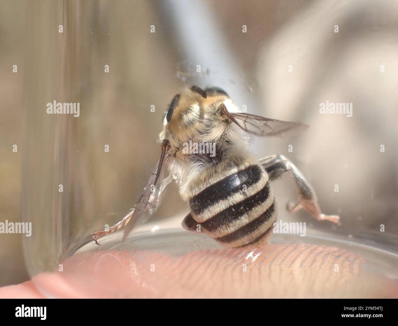 Urbane Digger Bee (Anthophora urbana Stock Photo - Alamy