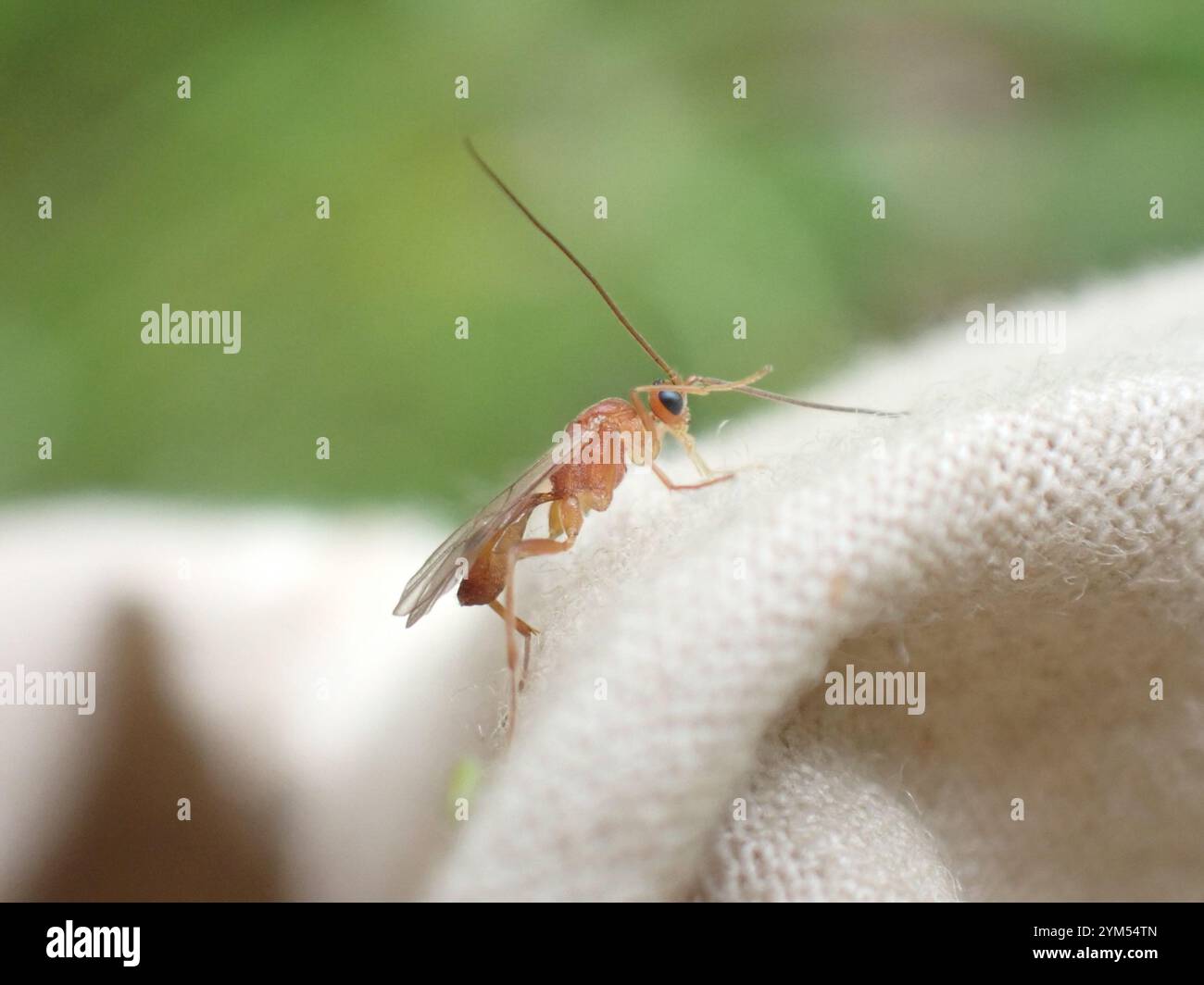Braconid Wasps (Braconidae Stock Photo - Alamy