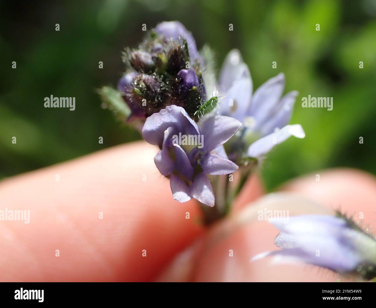 American alpine speedwell hi-res stock photography and images - Alamy