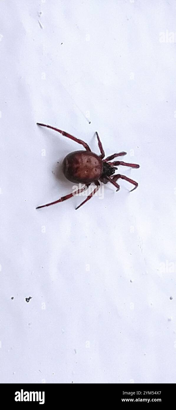 Rabbit Hutch Spider (Steatoda bipunctata Stock Photo - Alamy