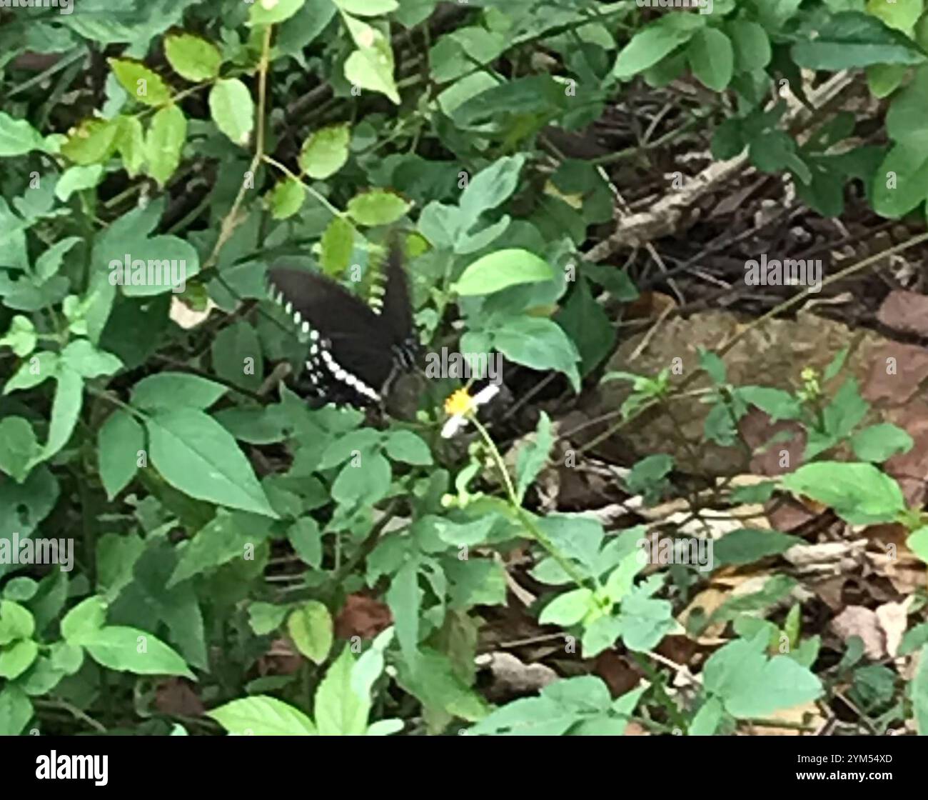 Common Mormon Swallowtail (Papilio polytes Stock Photo - Alamy