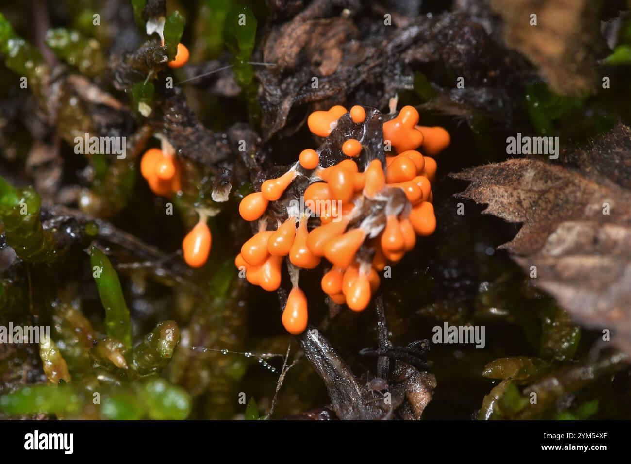 slime molds (Mycetozoa Stock Photo - Alamy