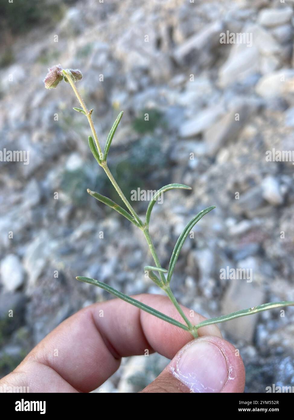 Narrowleaf Four o'Clock (Mirabilis linearis Stock Photo - Alamy