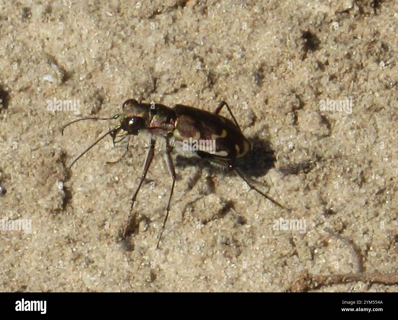 Bronzed Tiger Beetle (Cicindela repanda Stock Photo - Alamy