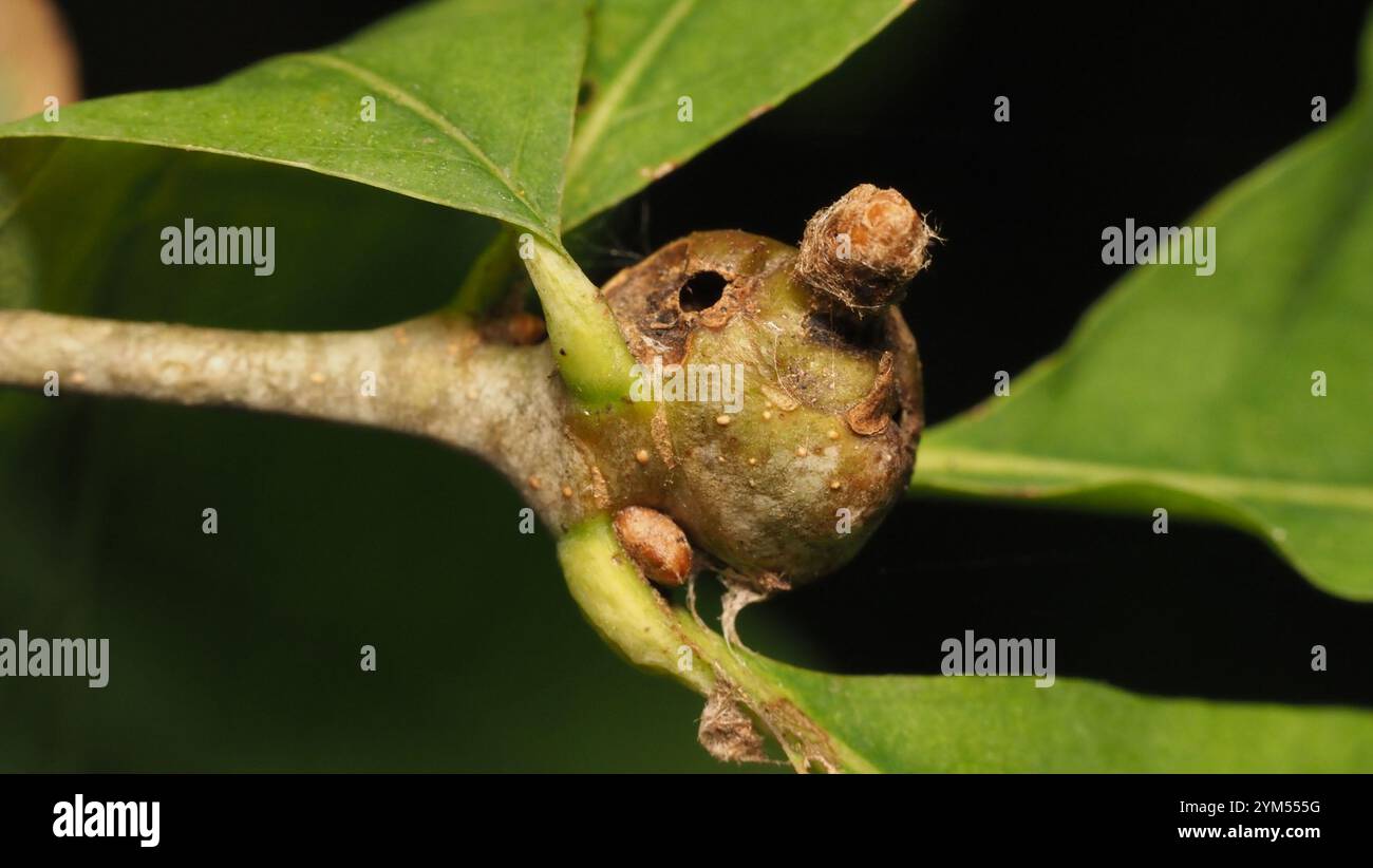 white oak club gall wasp (Callirhytis clavula Stock Photo - Alamy