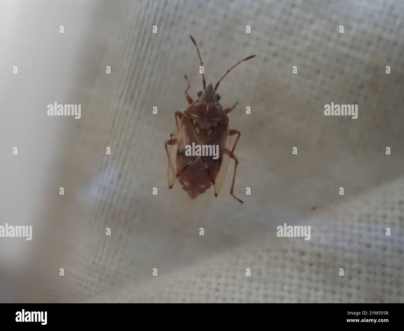 True Bugs (Heteroptera Stock Photo - Alamy