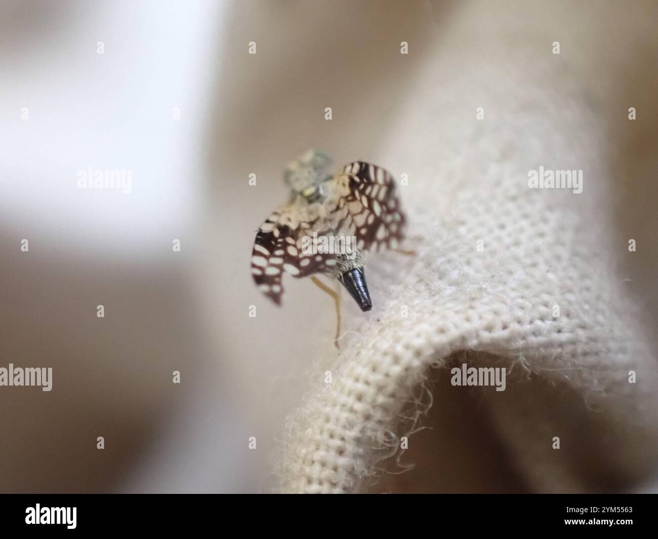 Fruit Flies (Tephritidae Stock Photo - Alamy