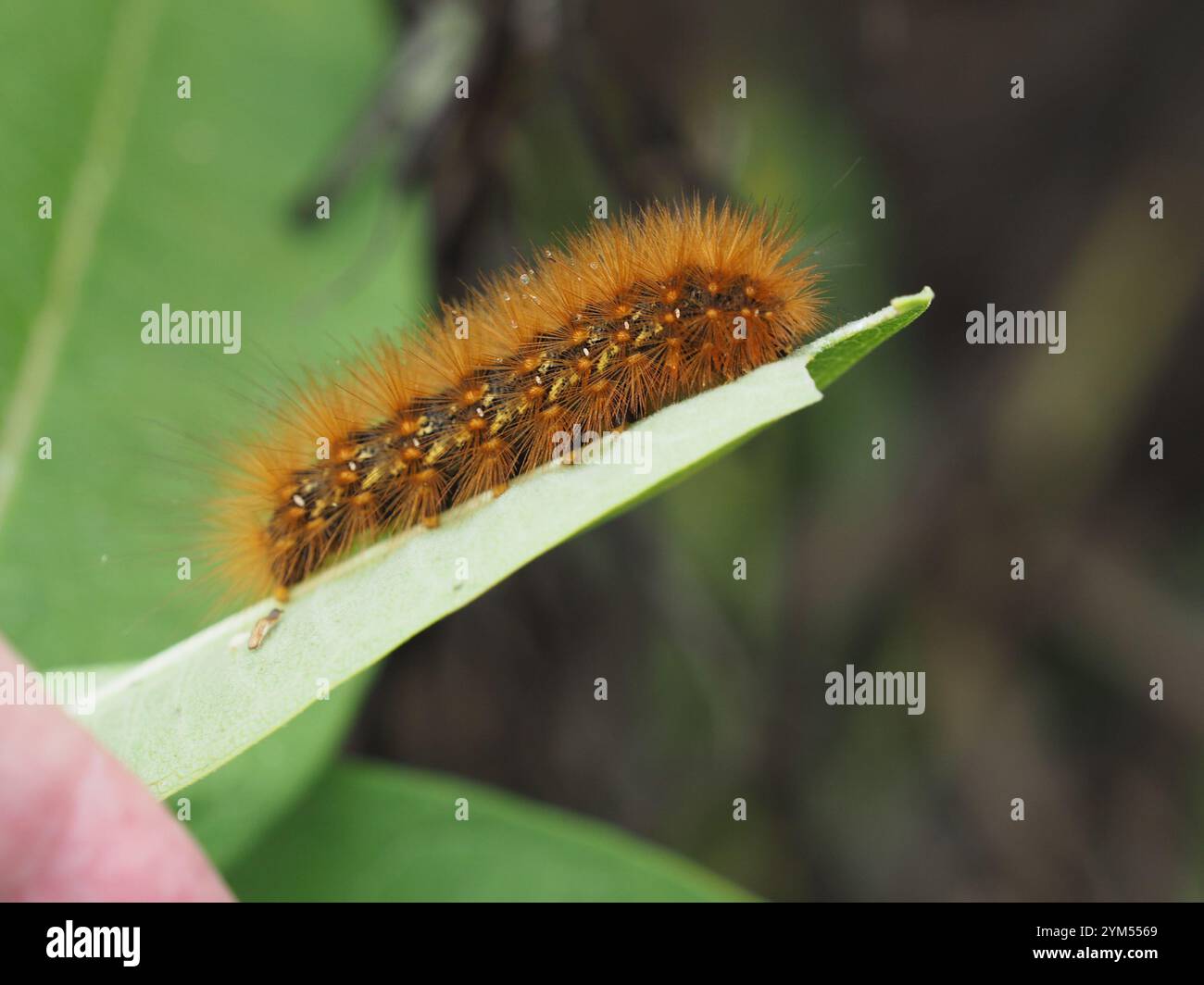 Salt Marsh Moth (Estigmene acrea Stock Photo - Alamy