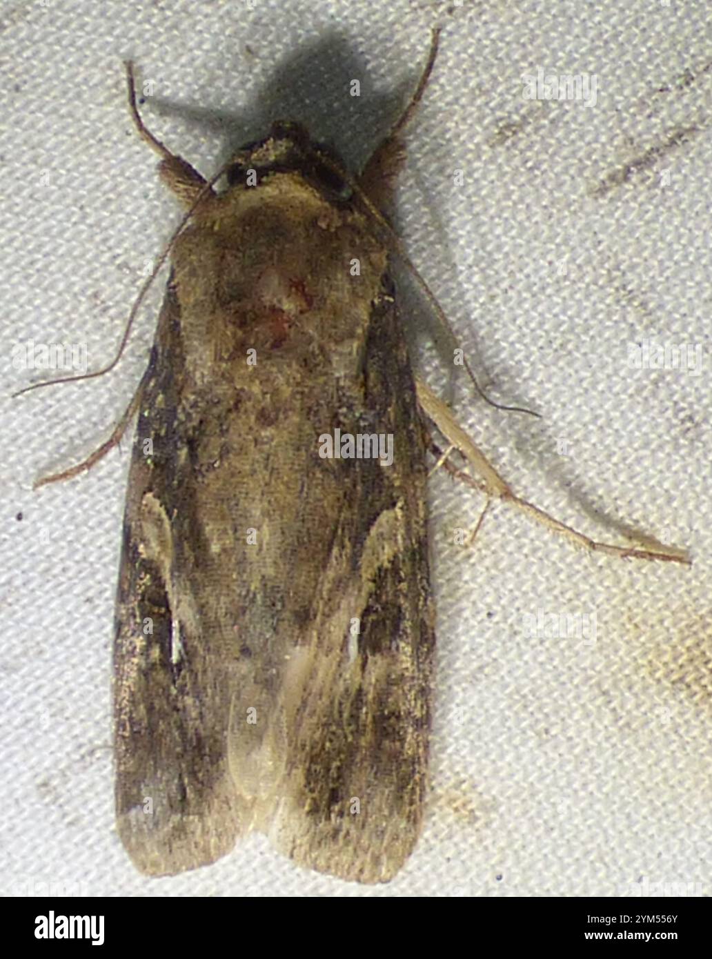 Fall Armyworm Moth (Spodoptera frugiperda Stock Photo - Alamy