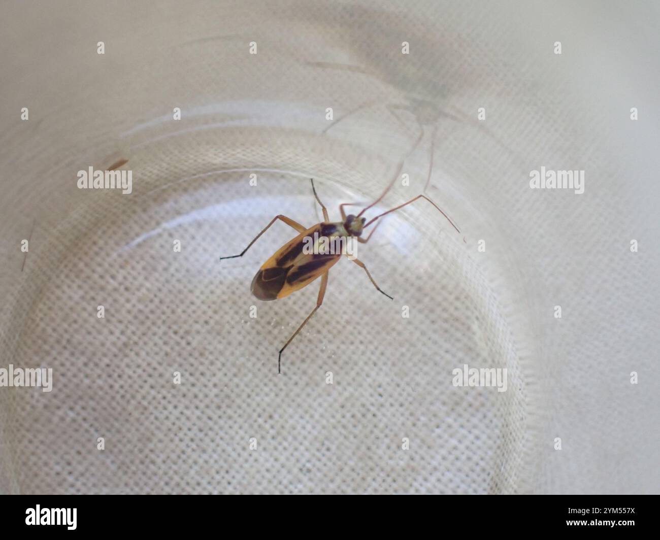 Two-spotted Grass Bug (Stenotus binotatus Stock Photo - Alamy