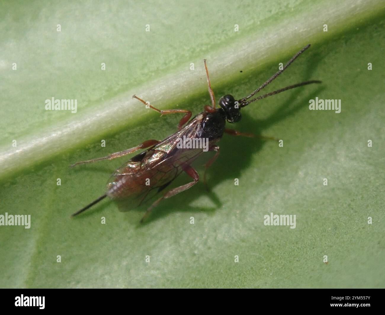 Ichneumonid and Braconid Wasps (Ichneumonoidea Stock Photo - Alamy