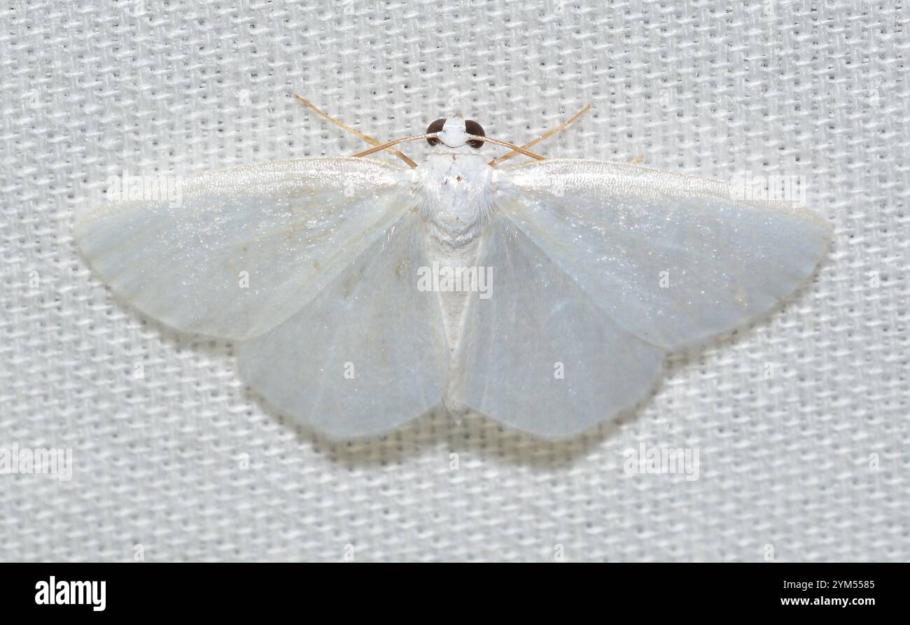 White Spring Moth (Lomographa vestaliata Stock Photo - Alamy