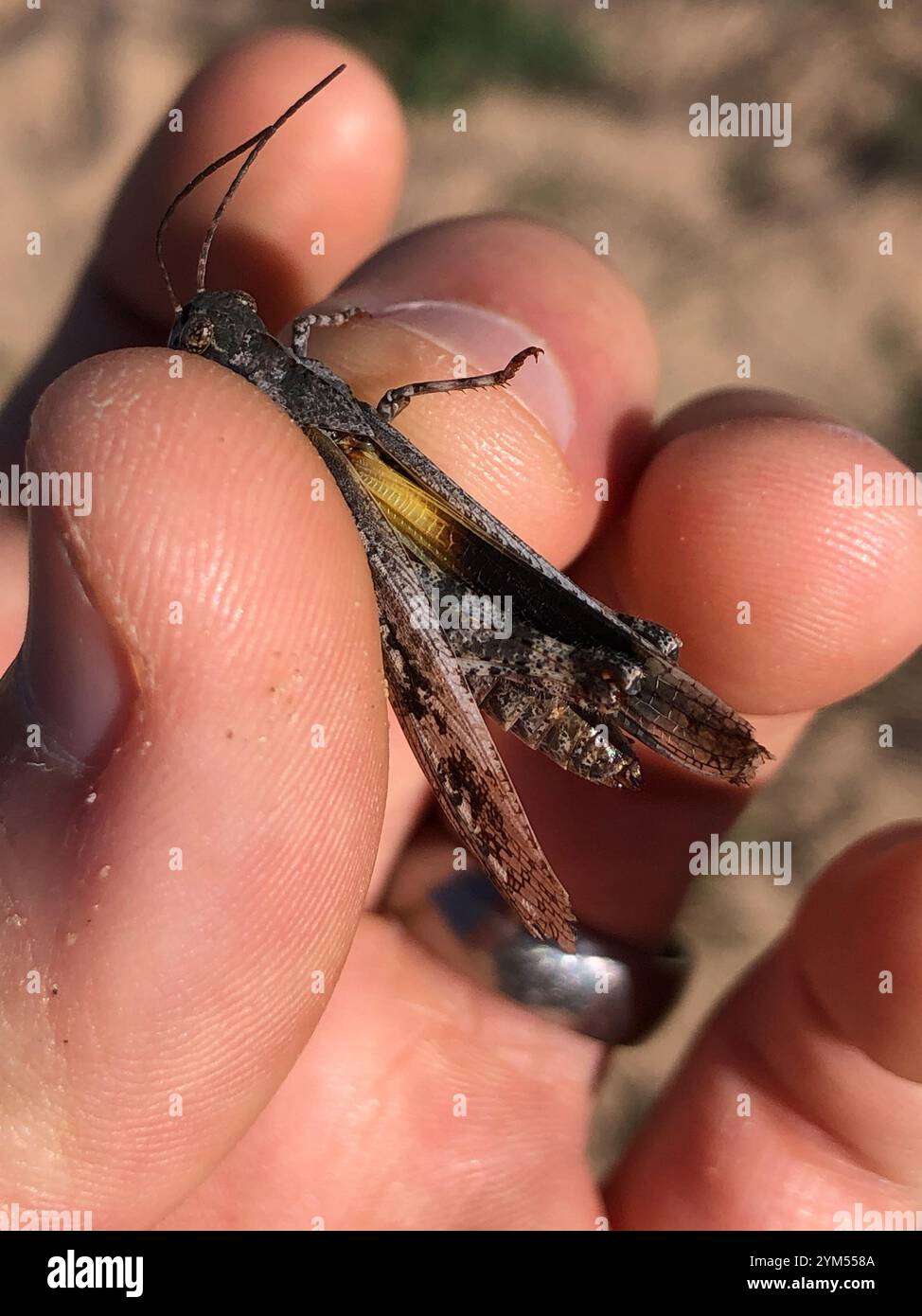 Mottled Sand Grasshopper (Spharagemon collare Stock Photo - Alamy