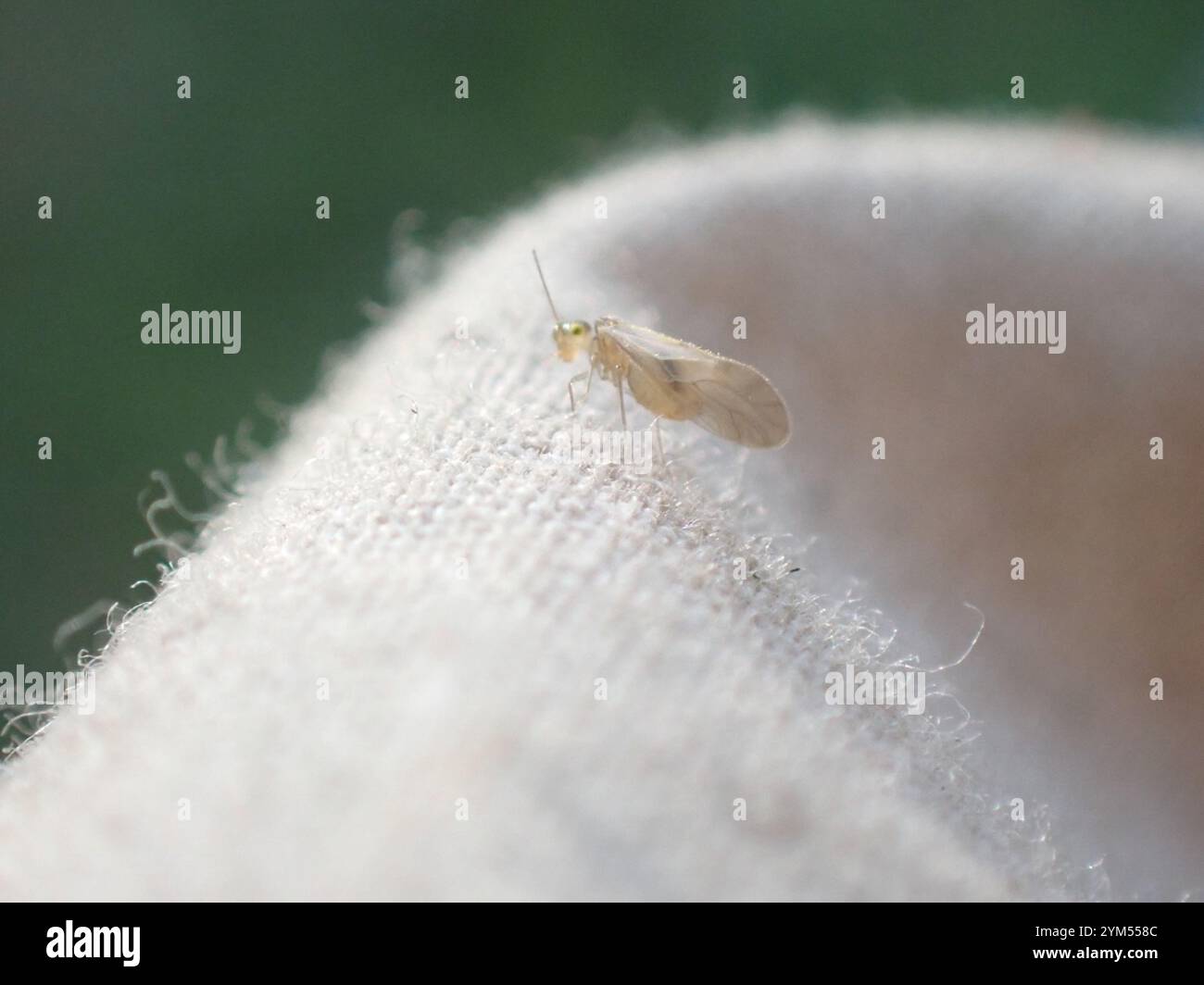 Barklice, Booklice, and Parasitic Lice (Psocodea Stock Photo - Alamy