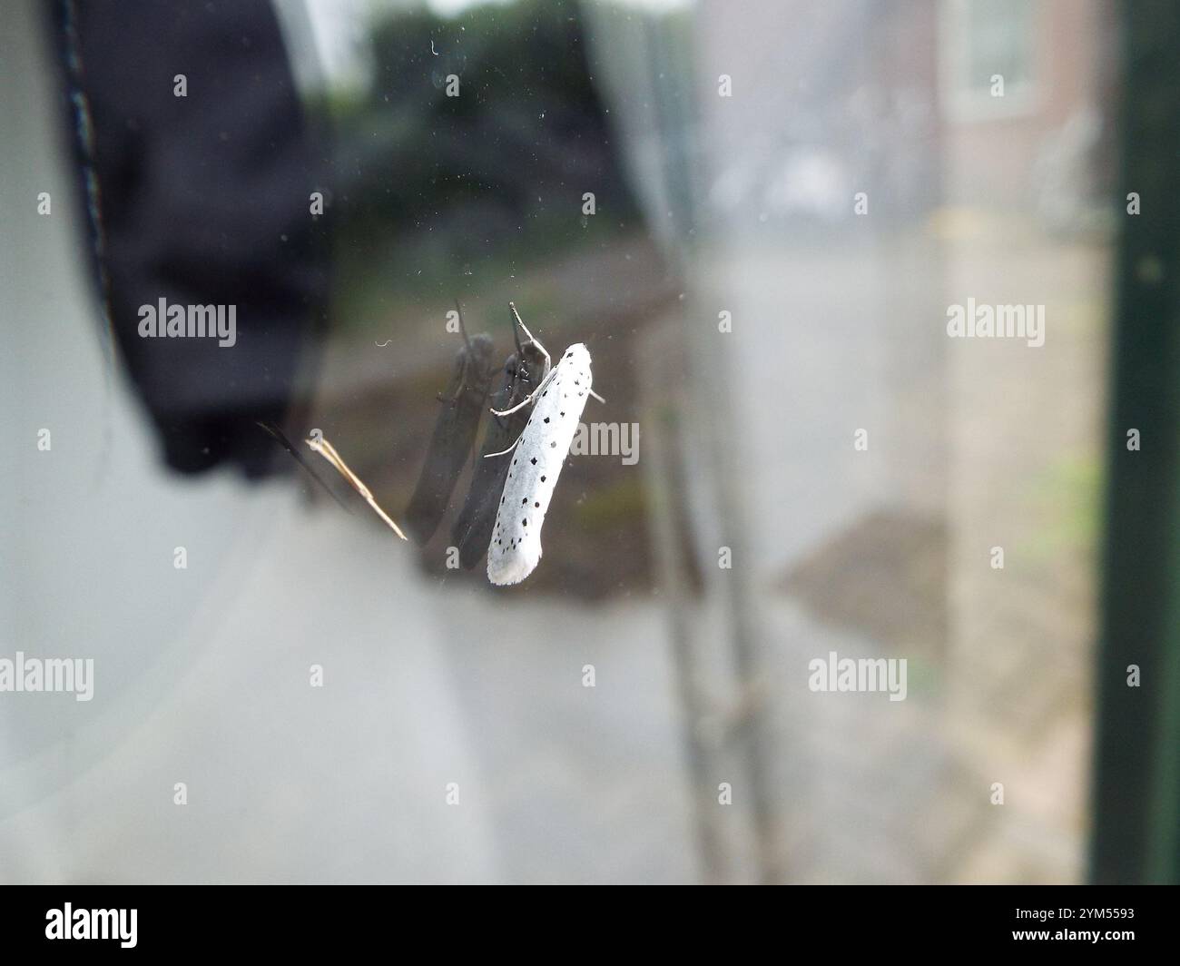 Small Ermine Moths (Yponomeuta Stock Photo - Alamy