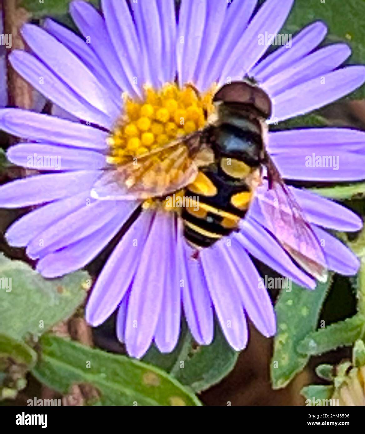 Transverse-banded Flower Fly (Eristalis transversa Stock Photo - Alamy