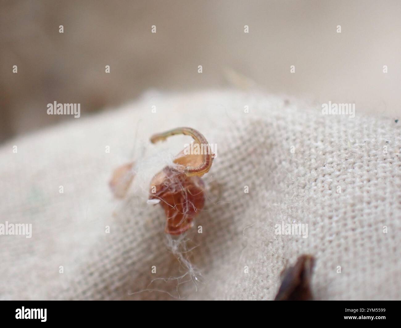 Geometer Moths (Geometridae Stock Photo - Alamy