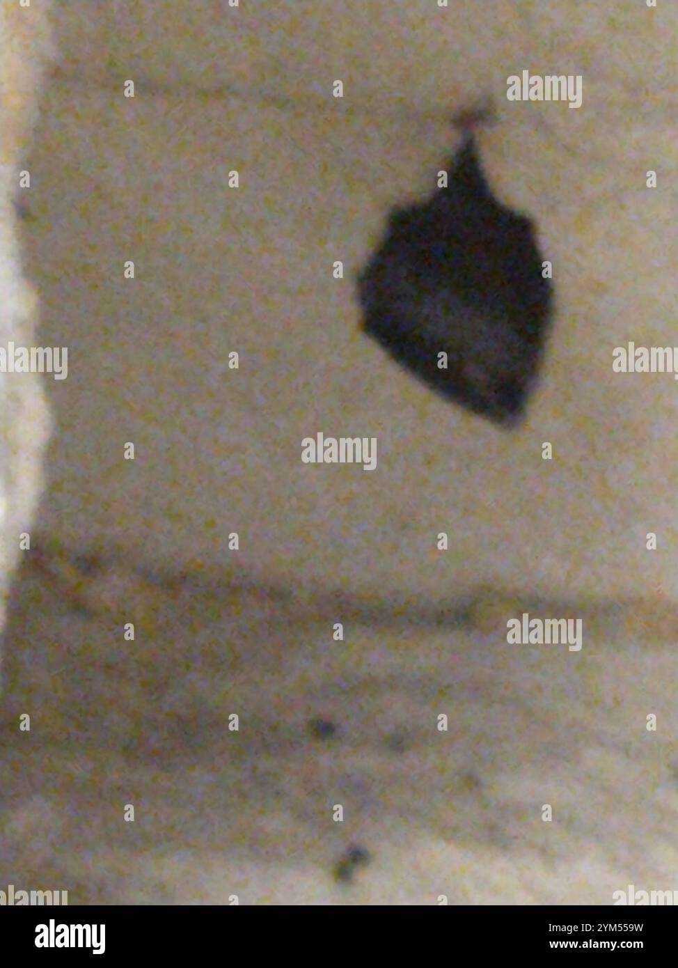 Lesser Horseshoe Bat (Rhinolophus hipposideros Stock Photo - Alamy