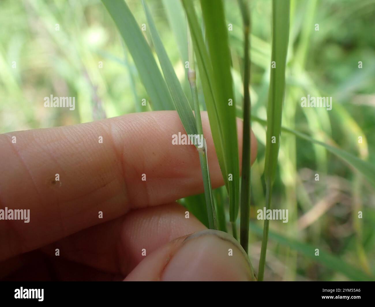 canadian bluejoint (Calamagrostis canadensis Stock Photo - Alamy
