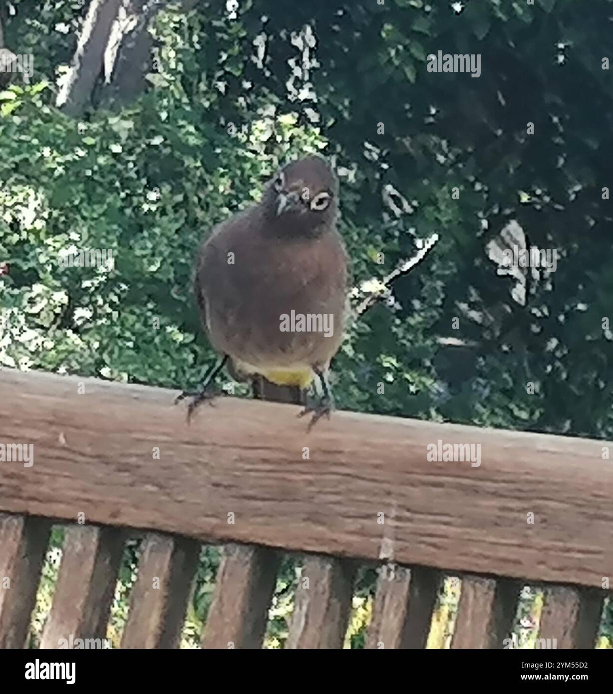 Cape Bulbul (Pycnonotus capensis Stock Photo - Alamy