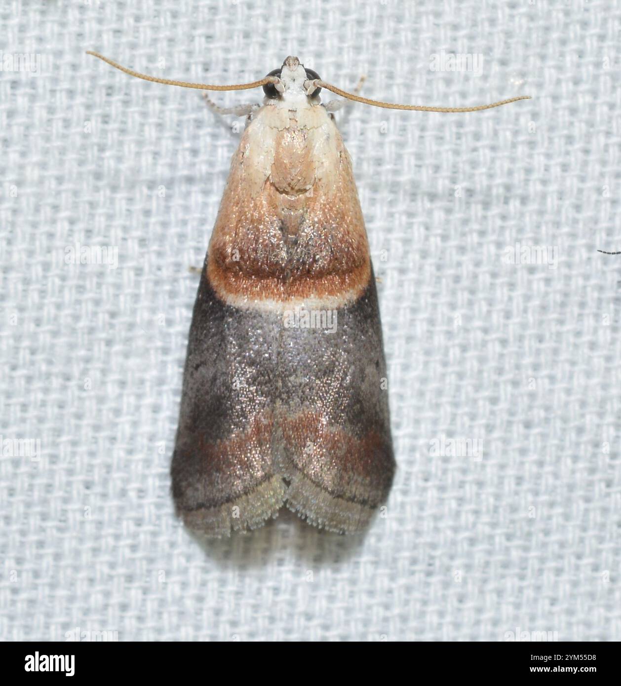 Walnut Shoot Moth (Acrobasis demotella Stock Photo - Alamy