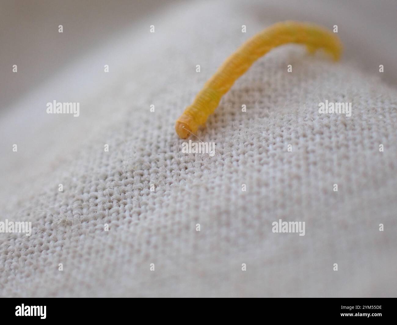 Geometer Moths (Geometridae Stock Photo - Alamy