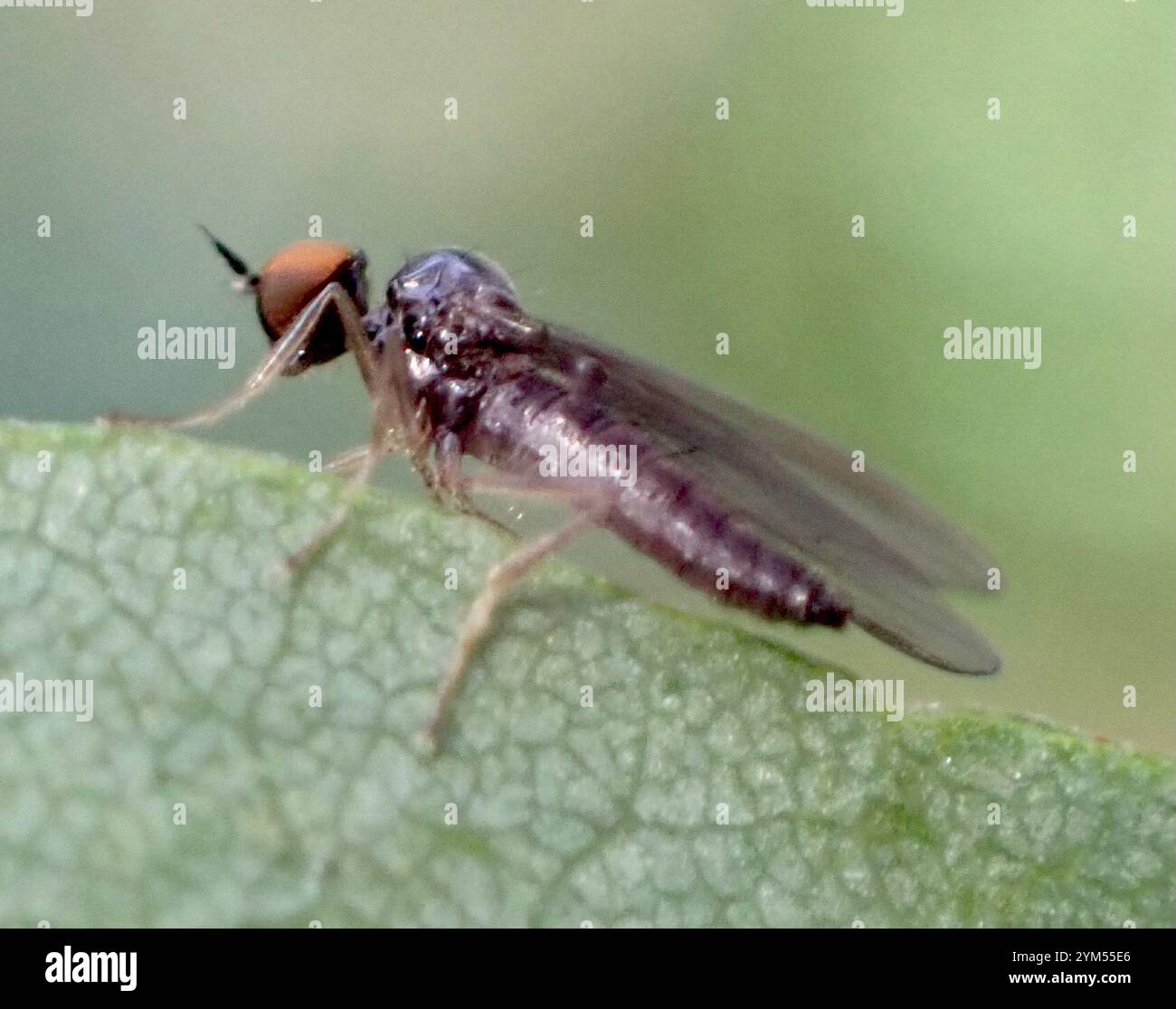 Dance Flies, Long-legged Flies, and Allies (Empidoidea Stock Photo - Alamy