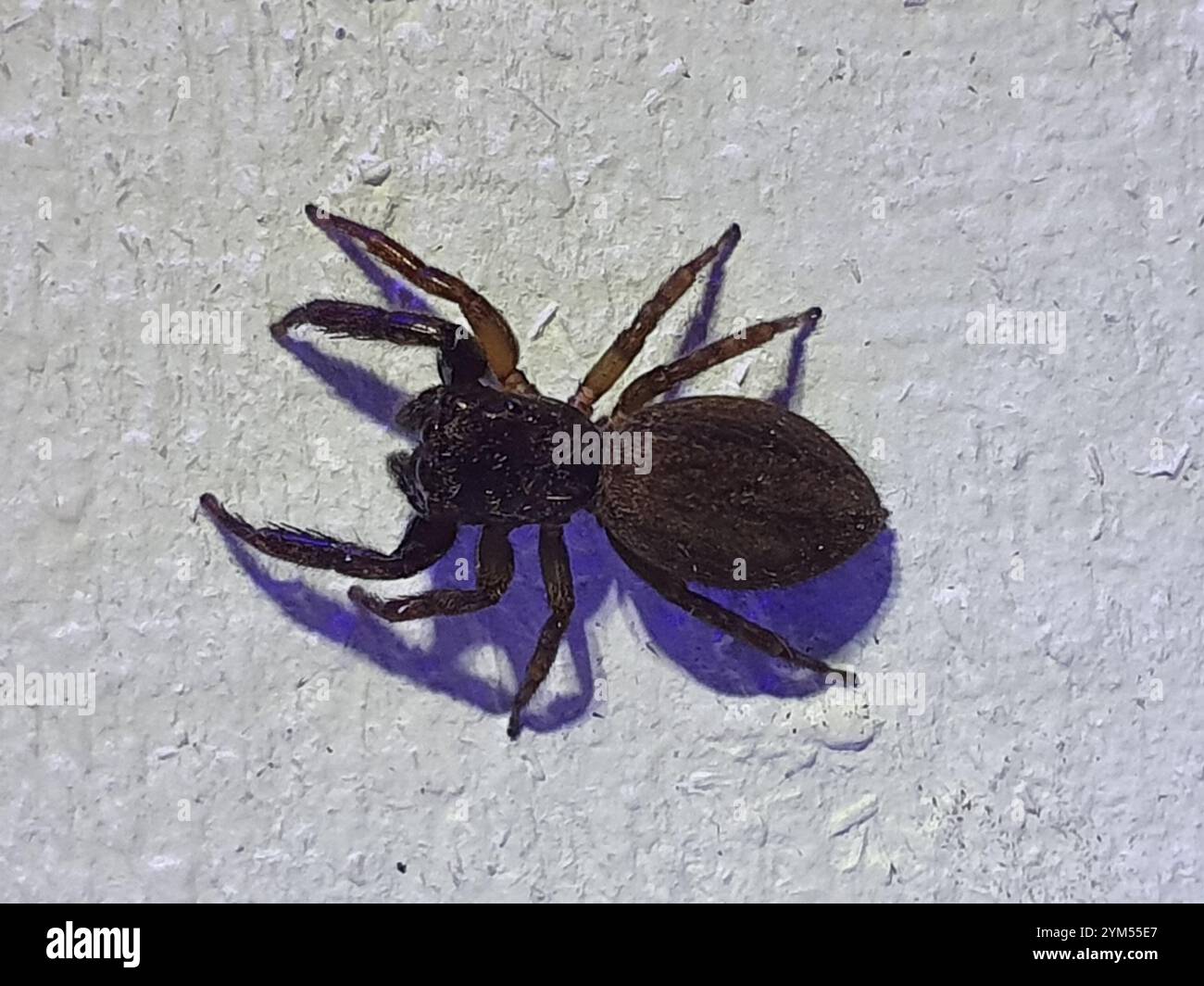 Golden-brown Jumping Spider (Trite auricoma Stock Photo - Alamy
